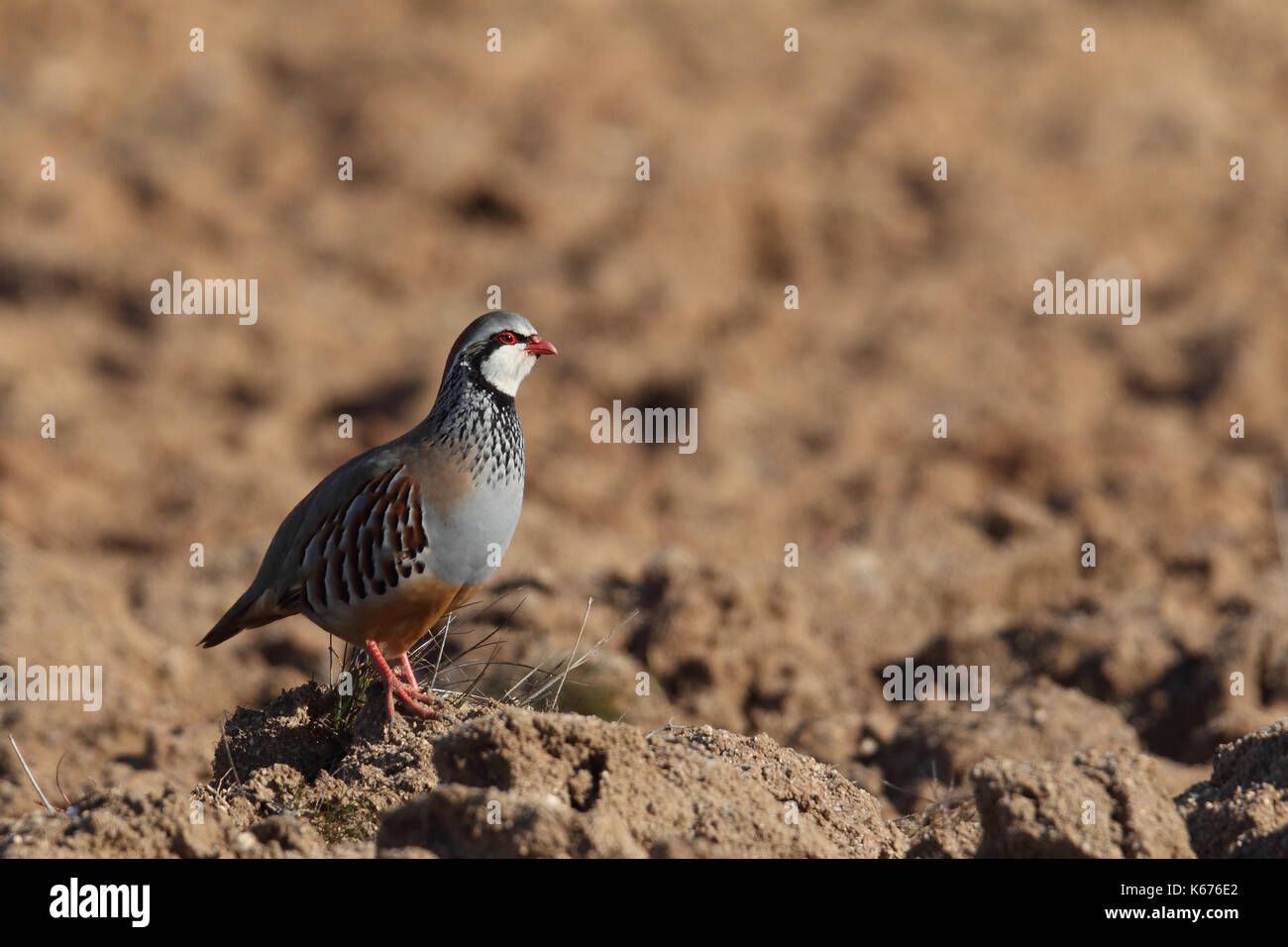 red legged partridge Stock Photo - Alamy