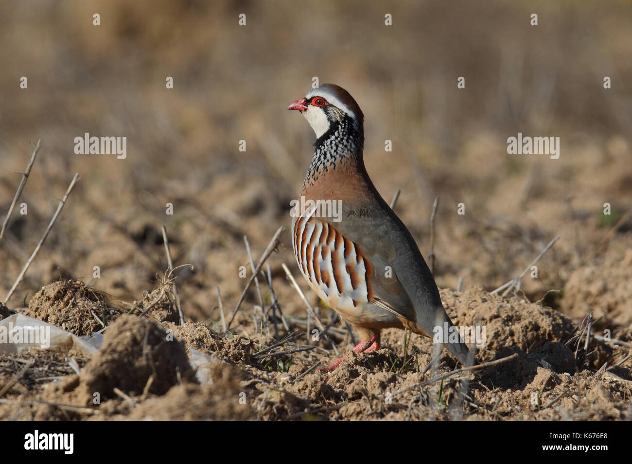 red legged partridge Stock Photo - Alamy