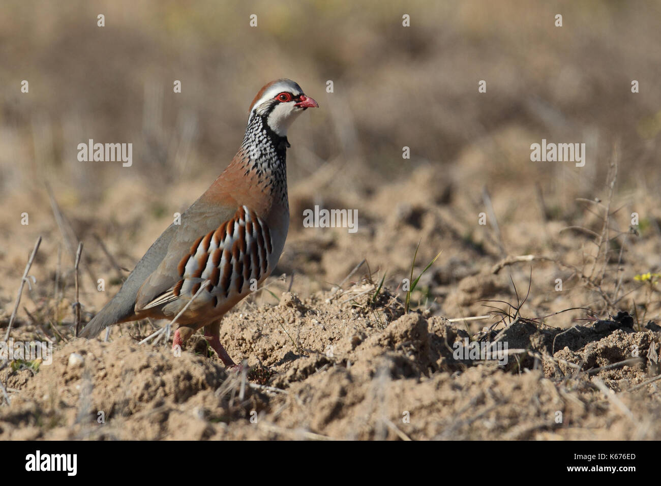 red legged partridge Stock Photo - Alamy