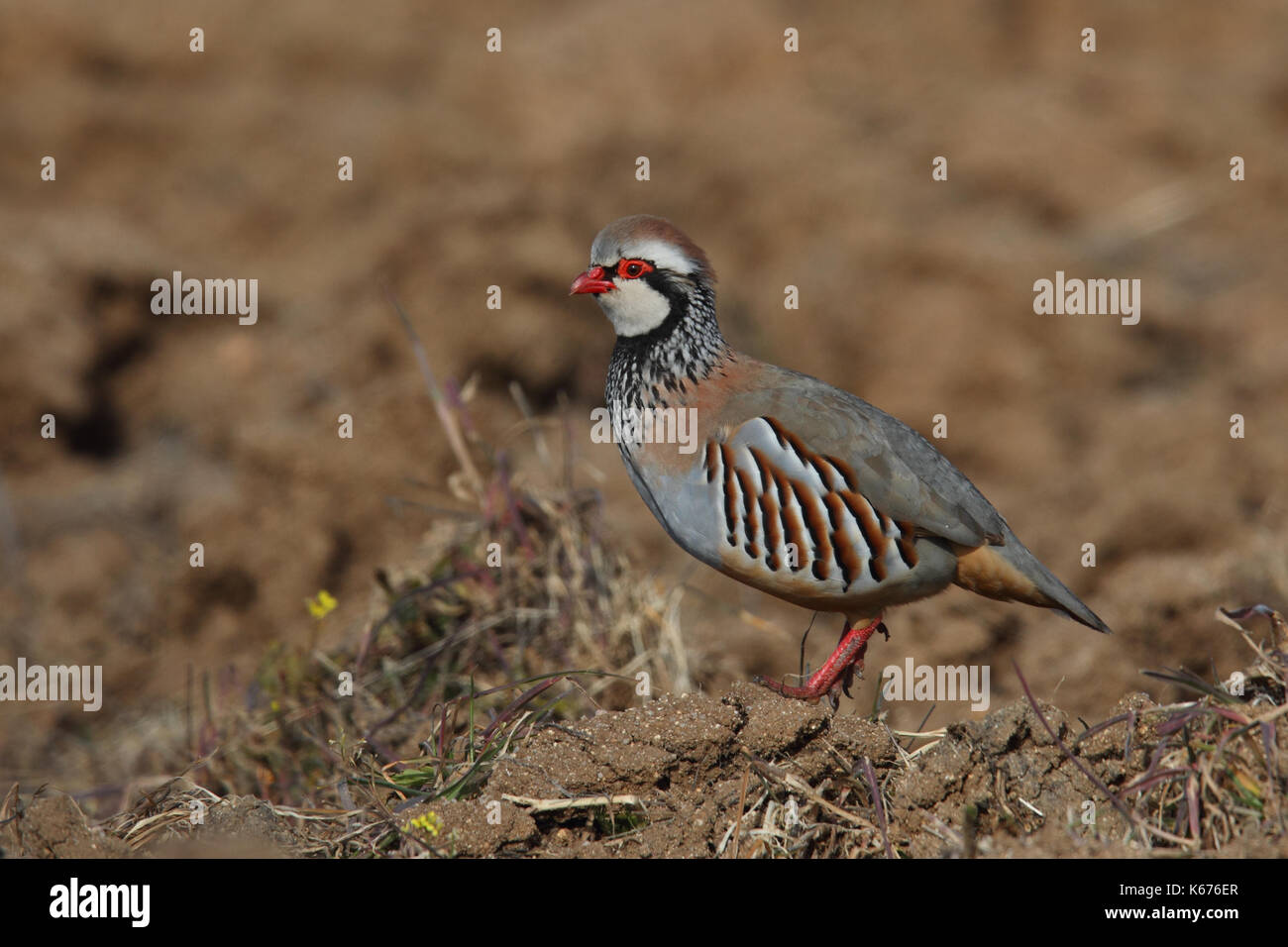red legged partridge Stock Photo - Alamy