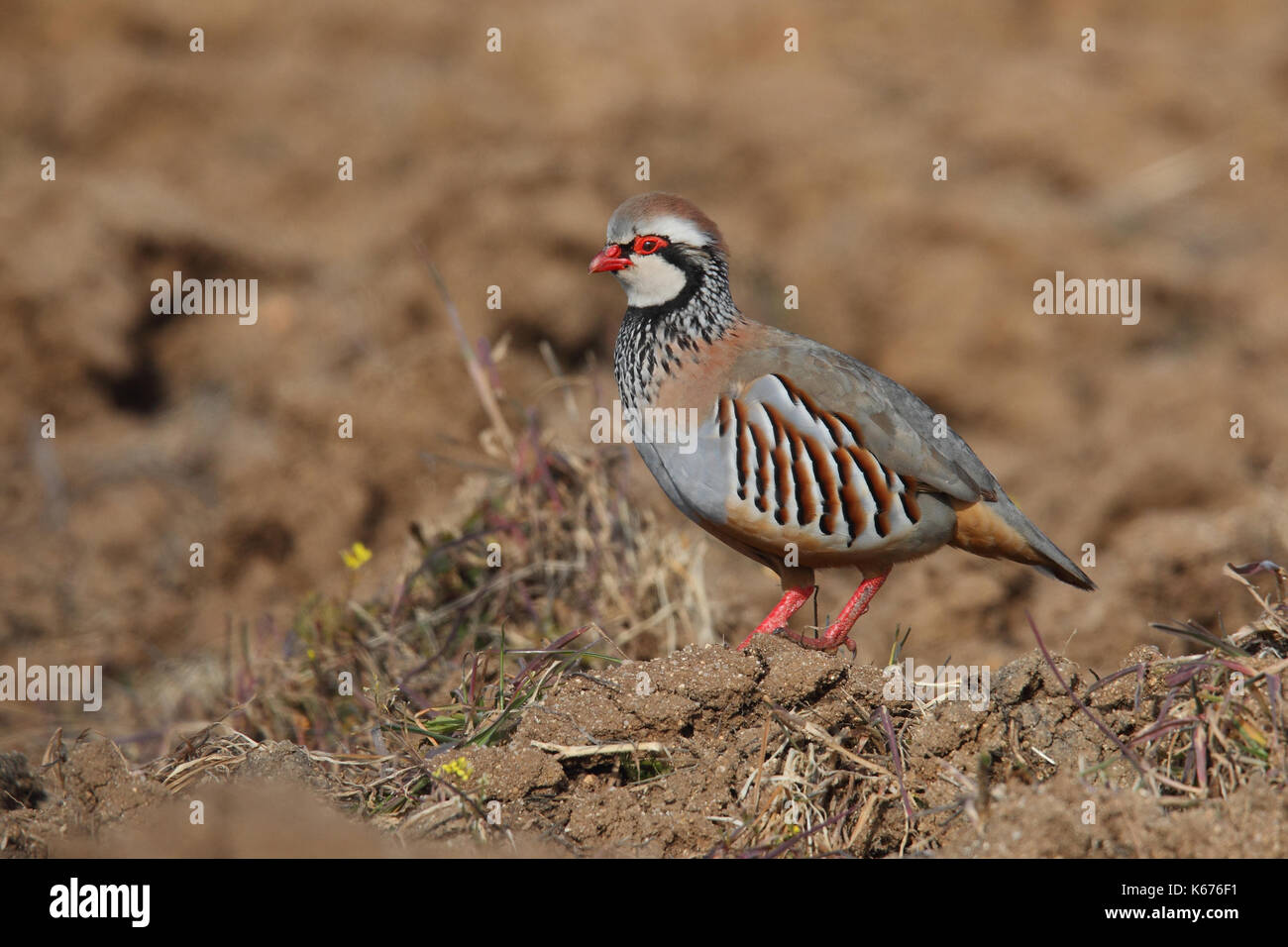 red legged partridge Stock Photo - Alamy