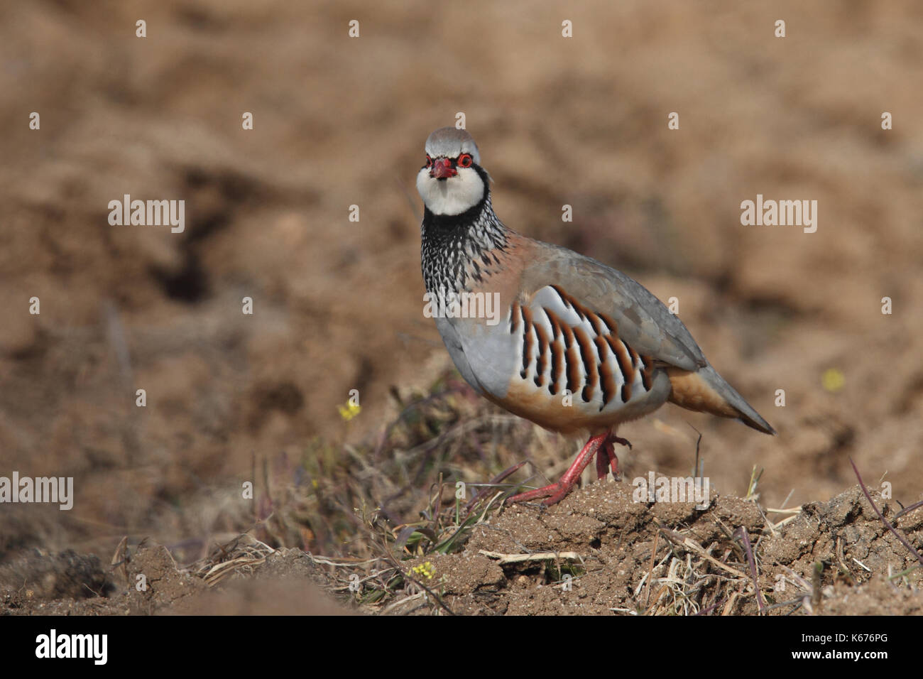 red legged partridge Stock Photo - Alamy