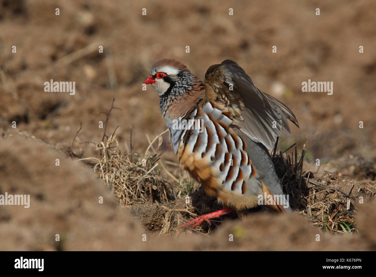 Red legged partridge fly hi-res stock photography and images - Alamy