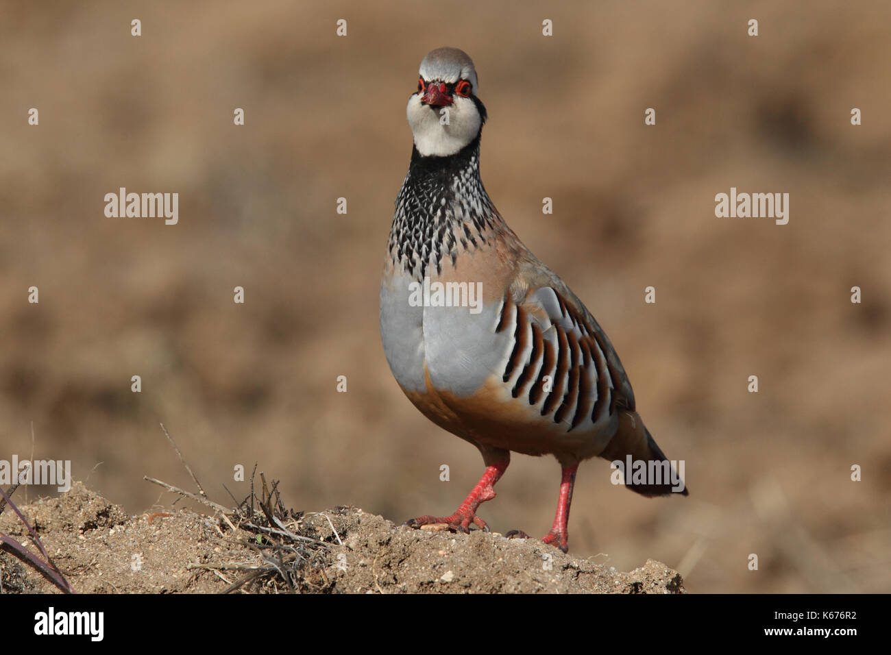 red legged partridge Stock Photo - Alamy