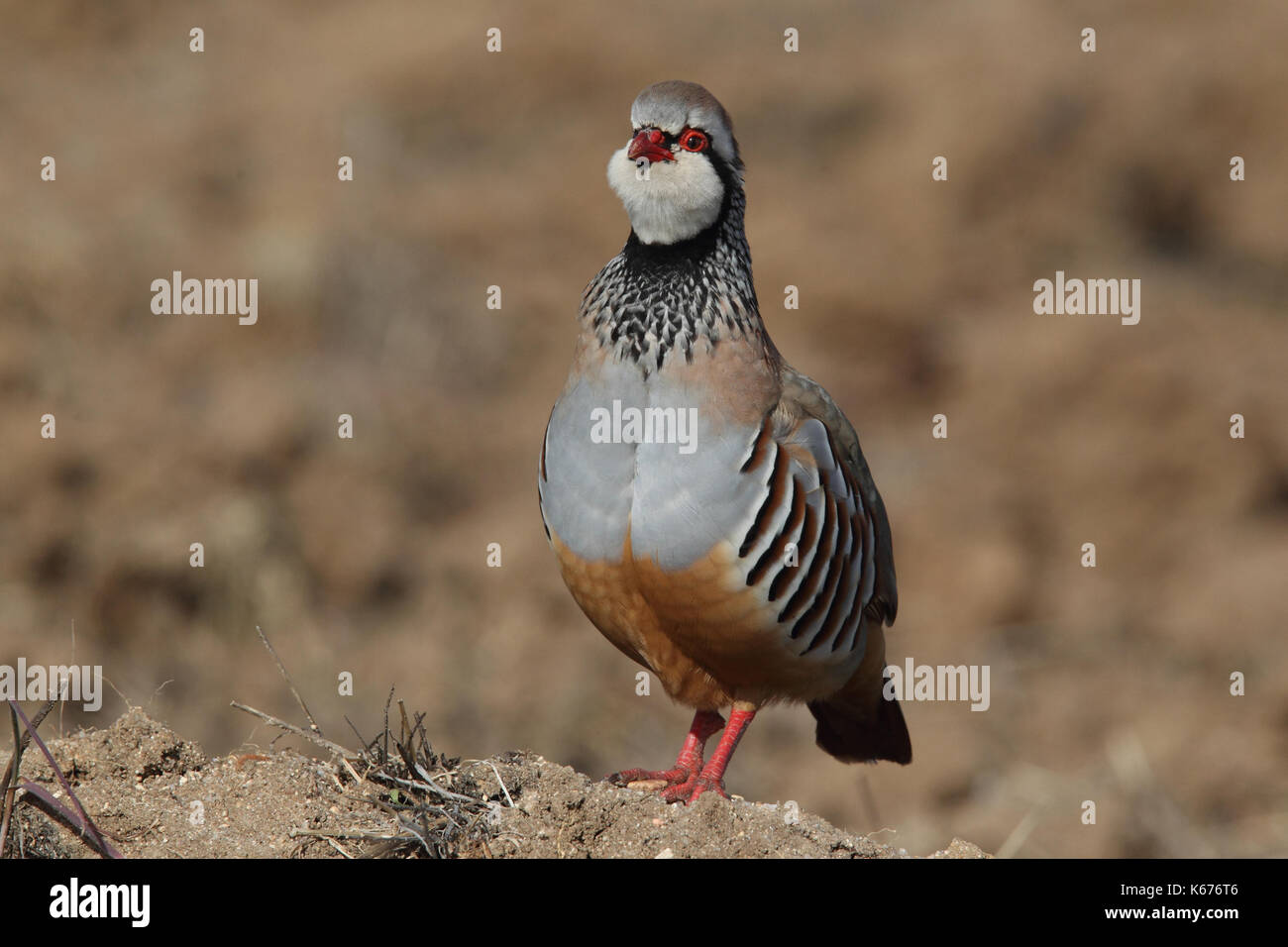 Red legged partridge fly hi-res stock photography and images - Alamy