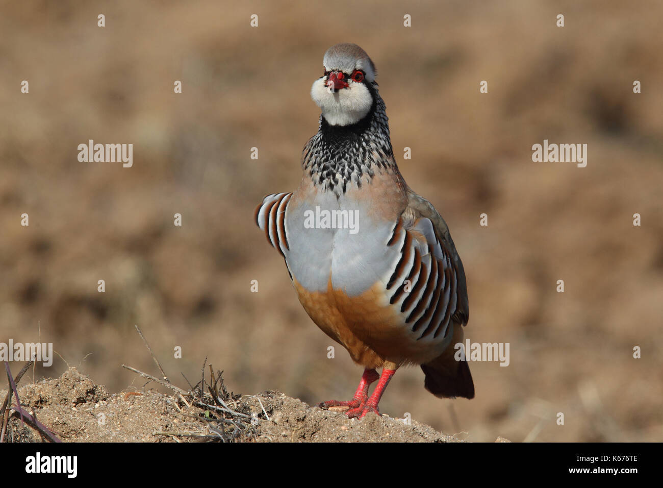 red legged partridge Stock Photo - Alamy