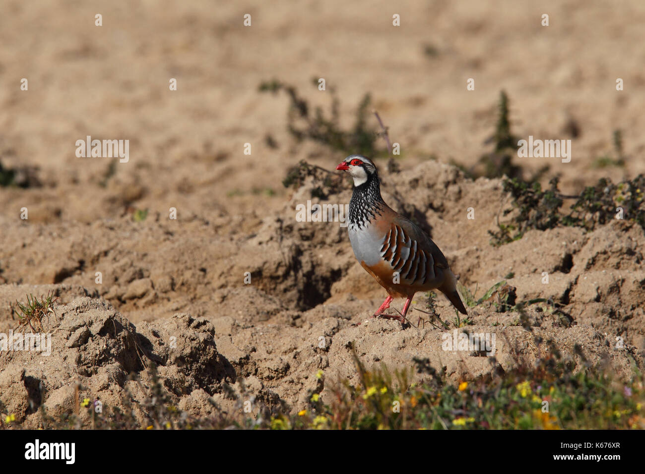 red legged partridge Stock Photo - Alamy