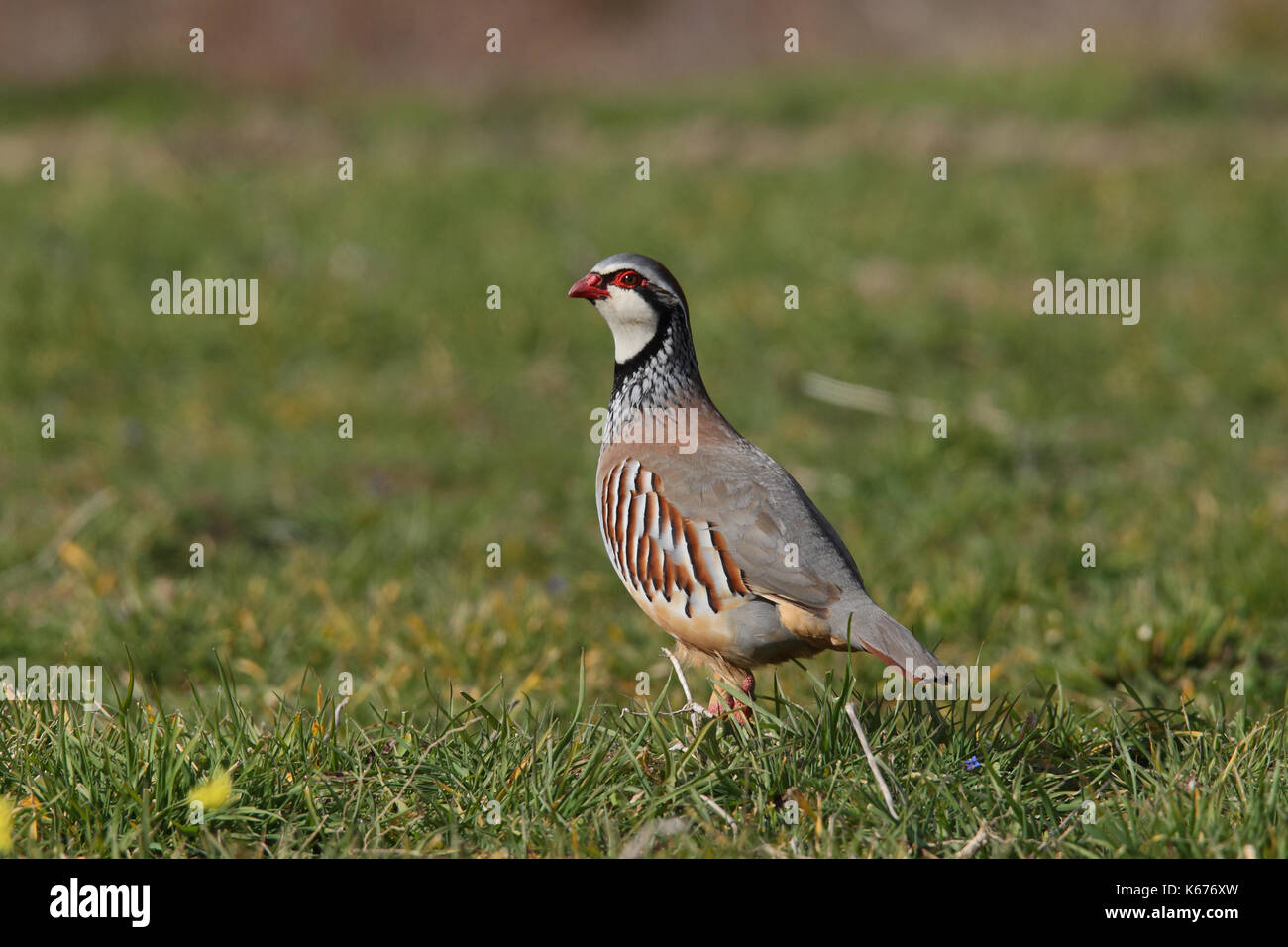 red legged partridge Stock Photo - Alamy