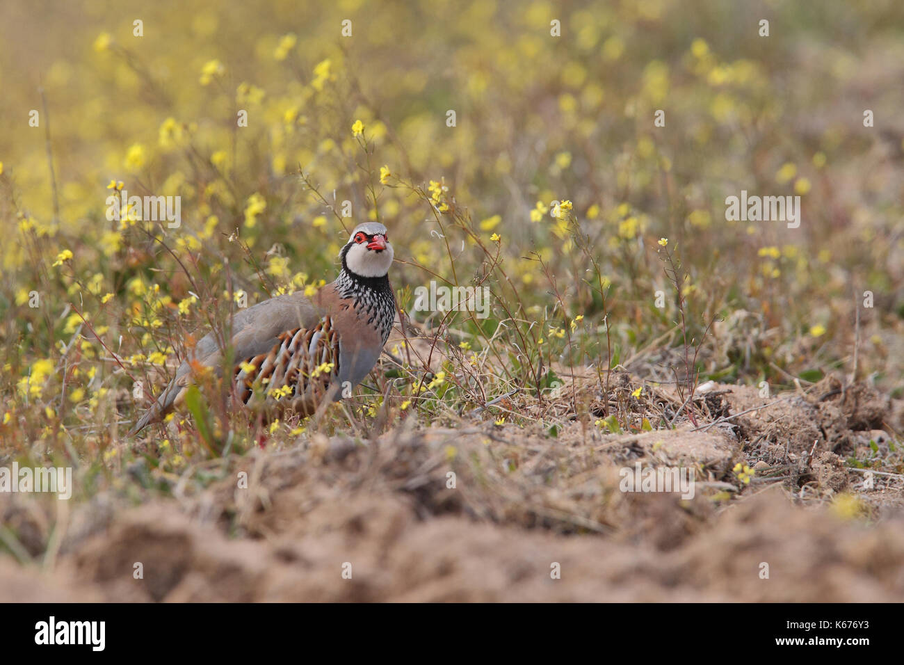 red legged partridge Stock Photo - Alamy