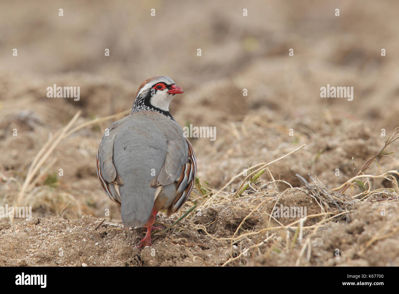 Red legged partridge fly hi-res stock photography and images - Alamy