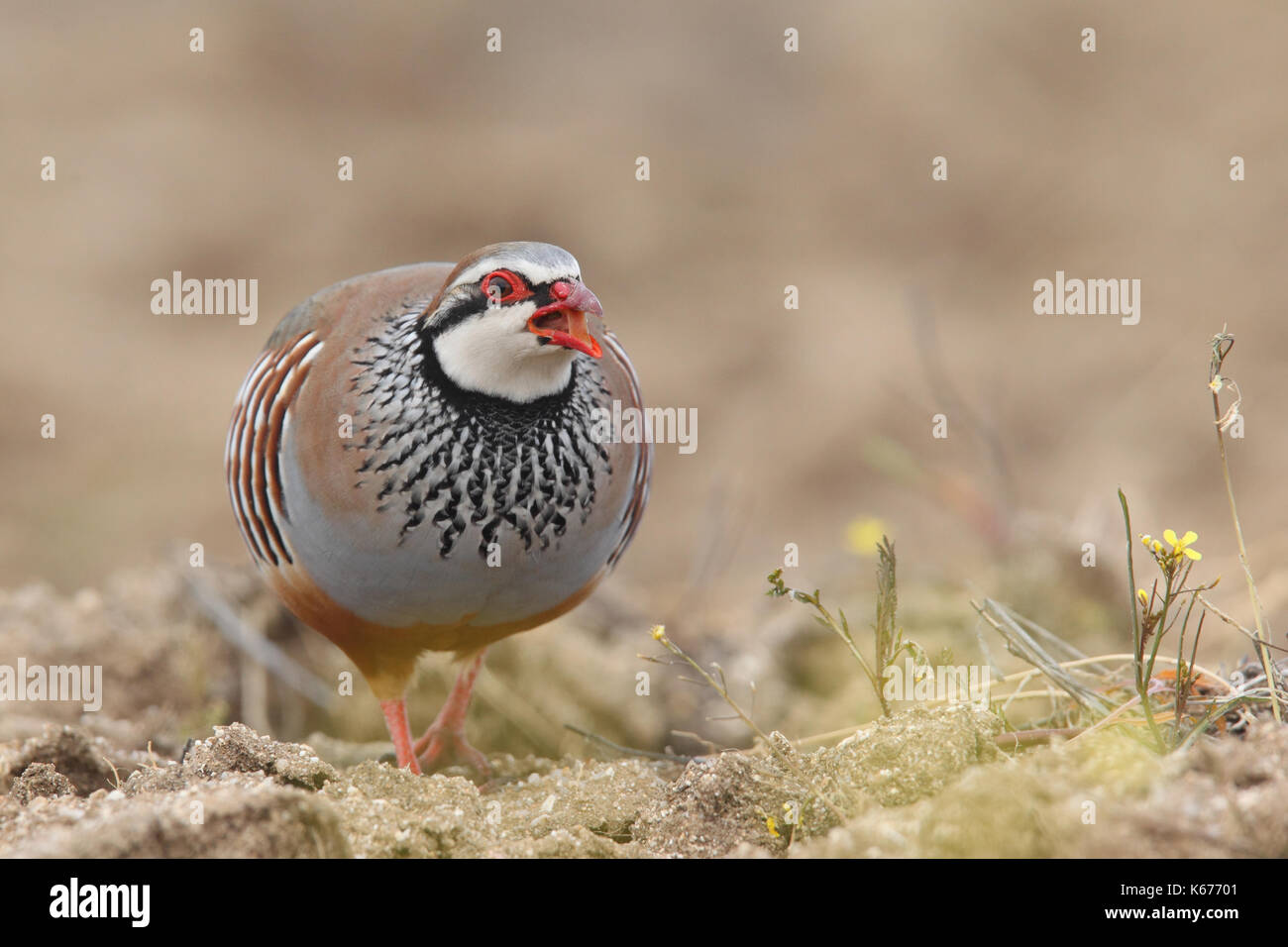 Red legged partridge fly hi-res stock photography and images - Alamy