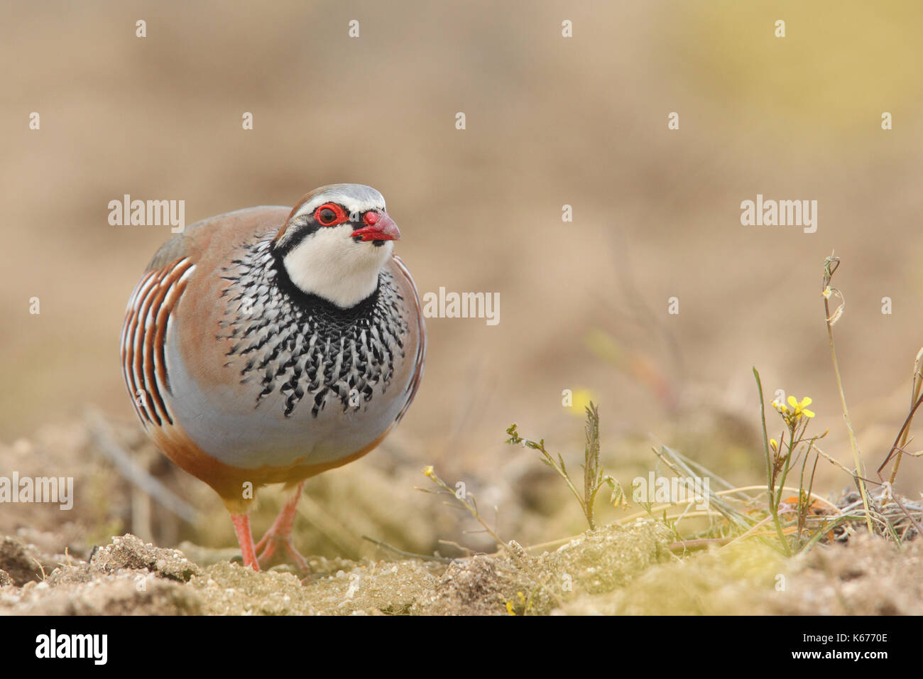 red legged partridge Stock Photo - Alamy