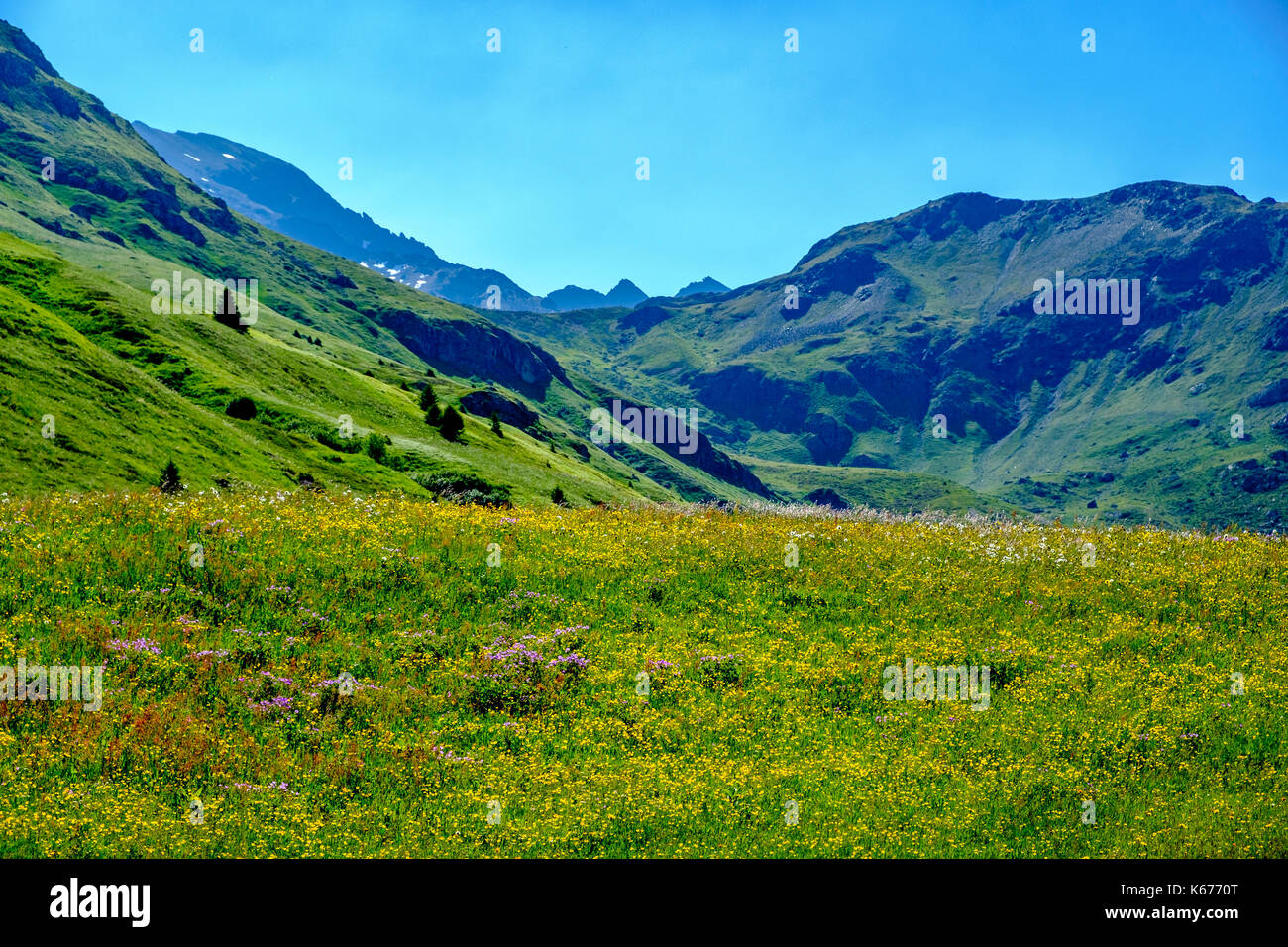 High plateau flower hi-res stock photography and images - Alamy