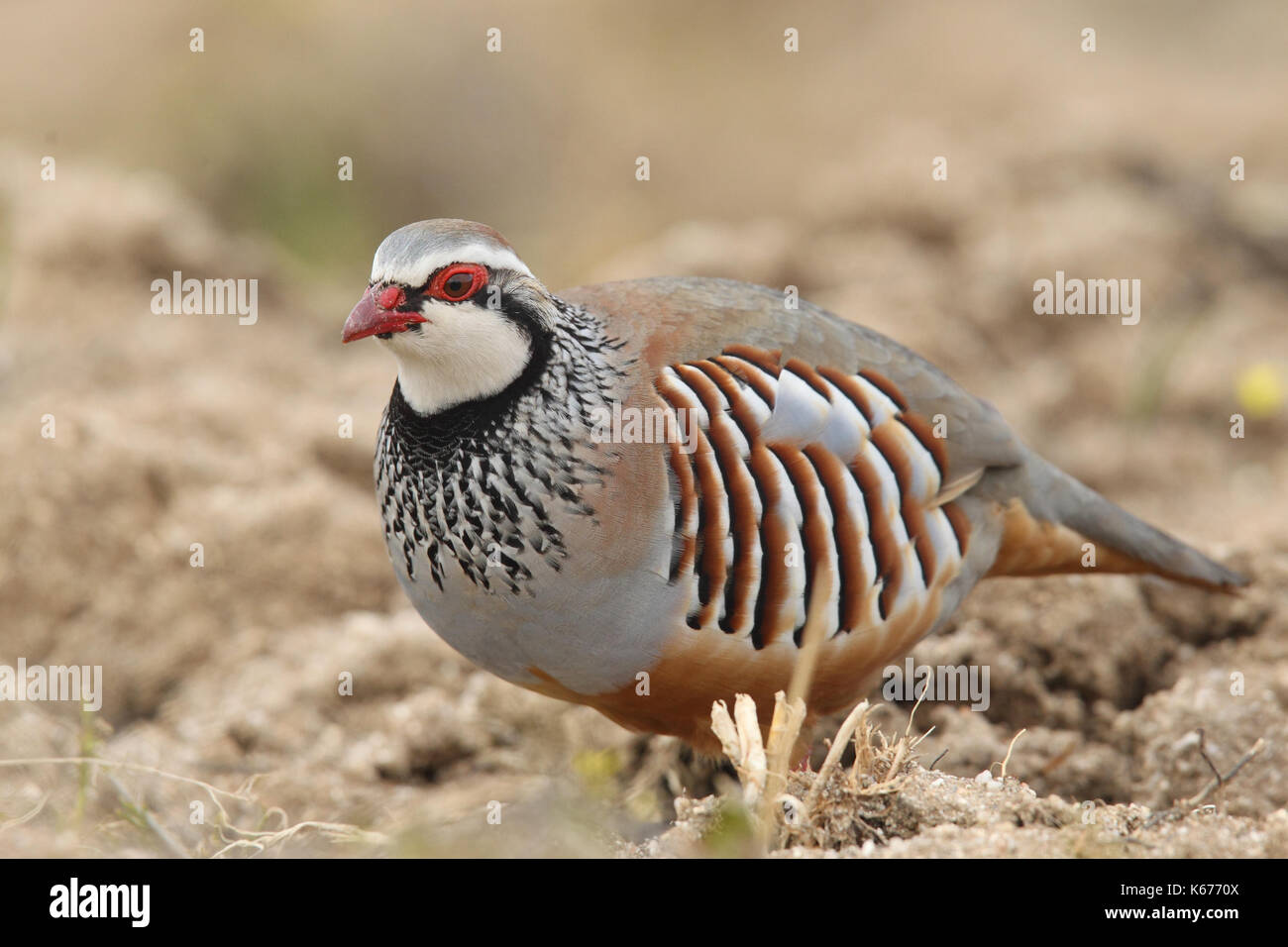 red legged partridge Stock Photo - Alamy