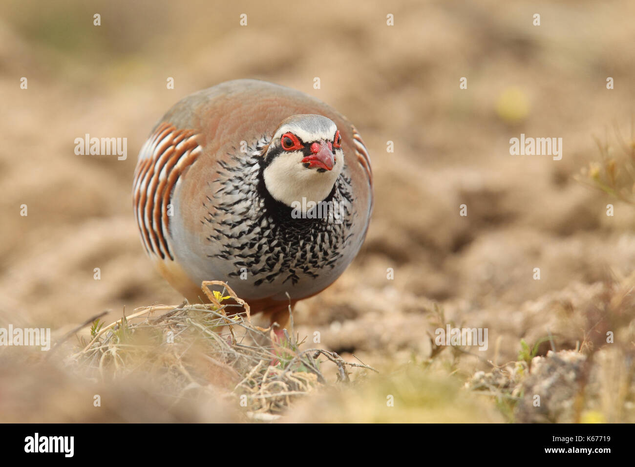 red legged partridge Stock Photo - Alamy