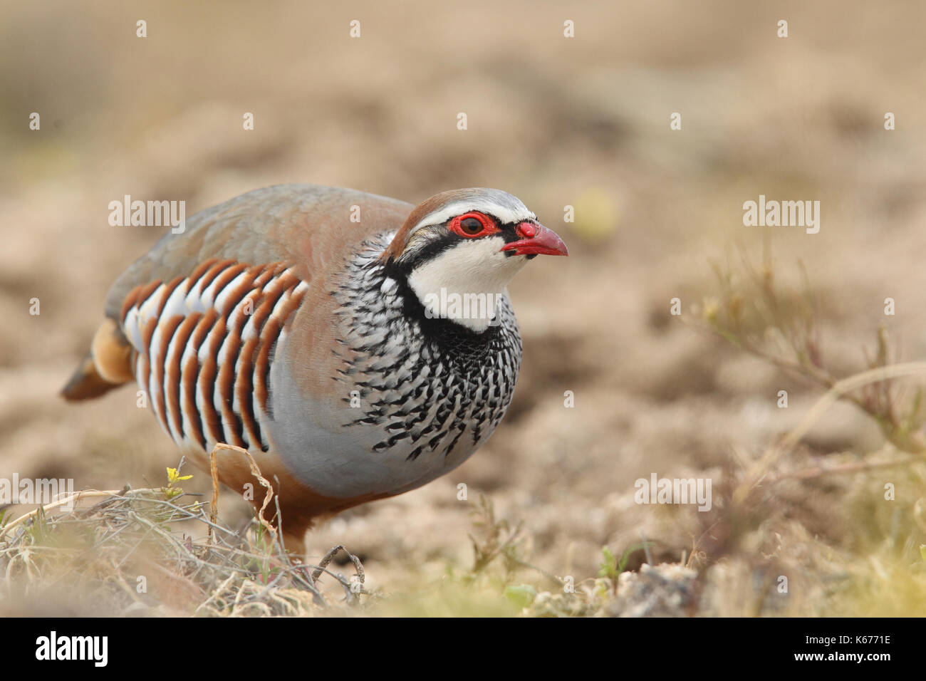 red legged partridge Stock Photo - Alamy