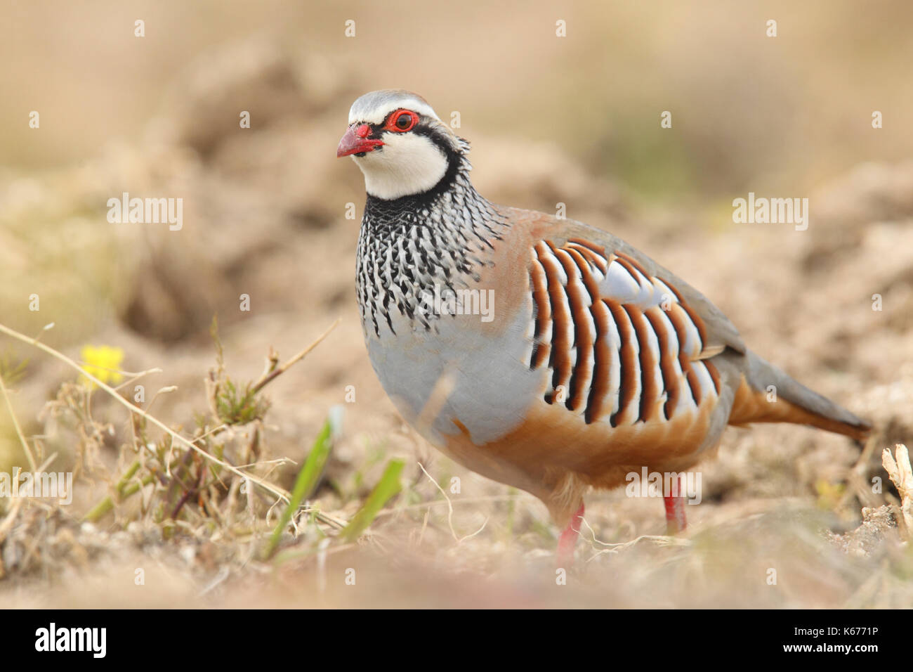 red legged partridge Stock Photo - Alamy