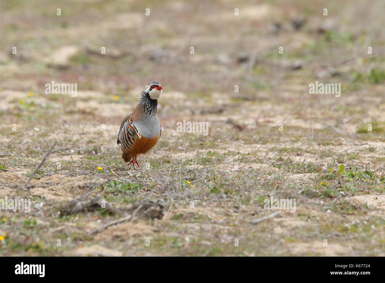 red legged partridge Stock Photo - Alamy