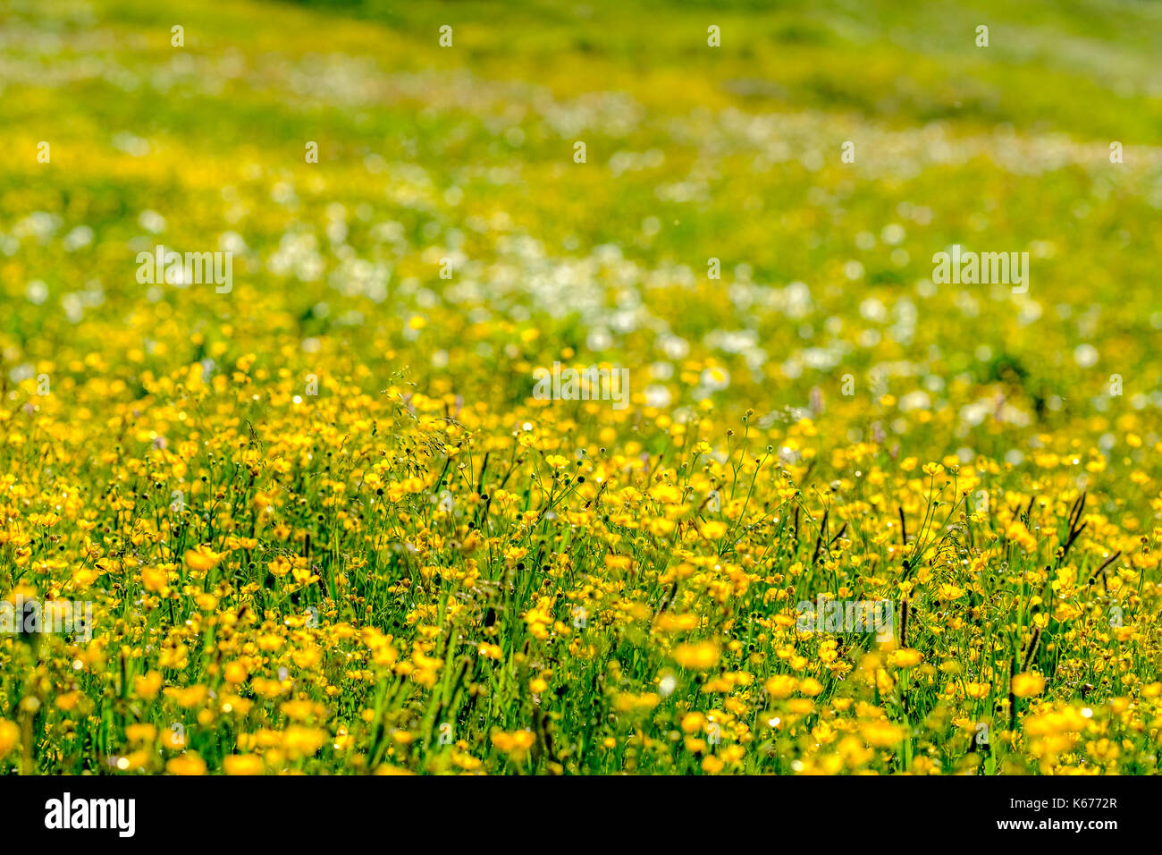 Green meadows with colorful flowers on the mountain slopes at Alp Flix ...