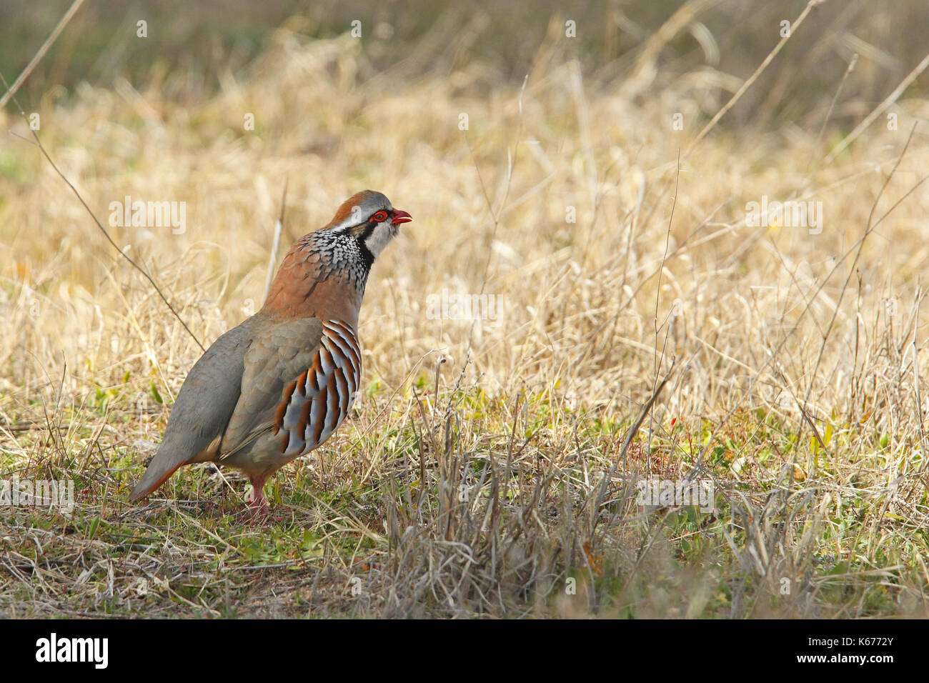 red legged partridge Stock Photo - Alamy