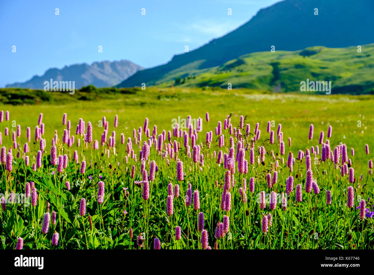 Green meadows with colorful flowers on the mountain slopes at Alp Flix ...