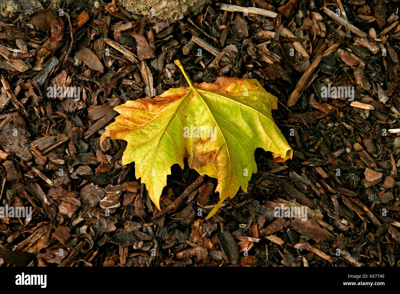 Autumn leaf on the ground Stock Photo - Alamy