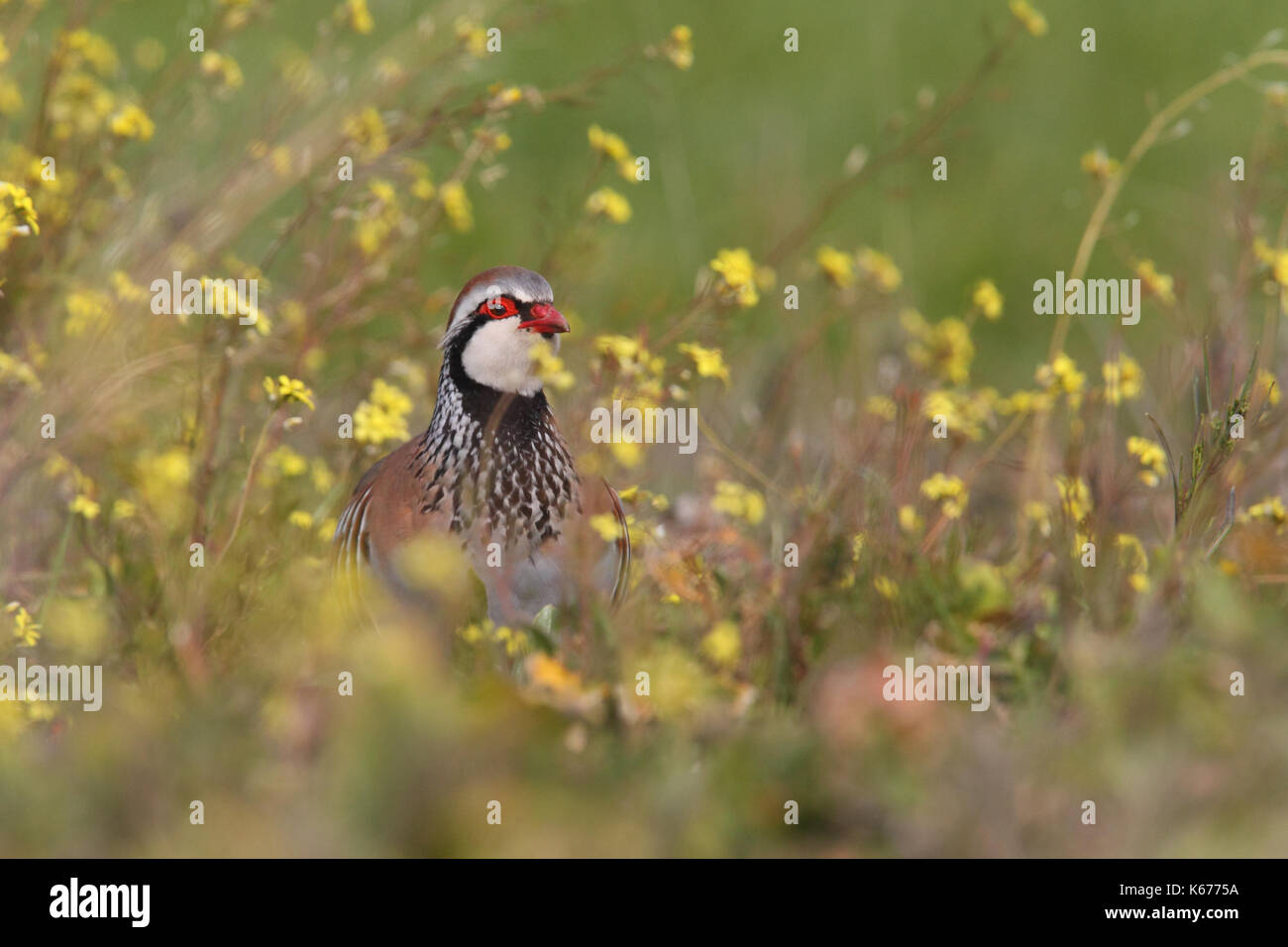 red legged partridge Stock Photo - Alamy