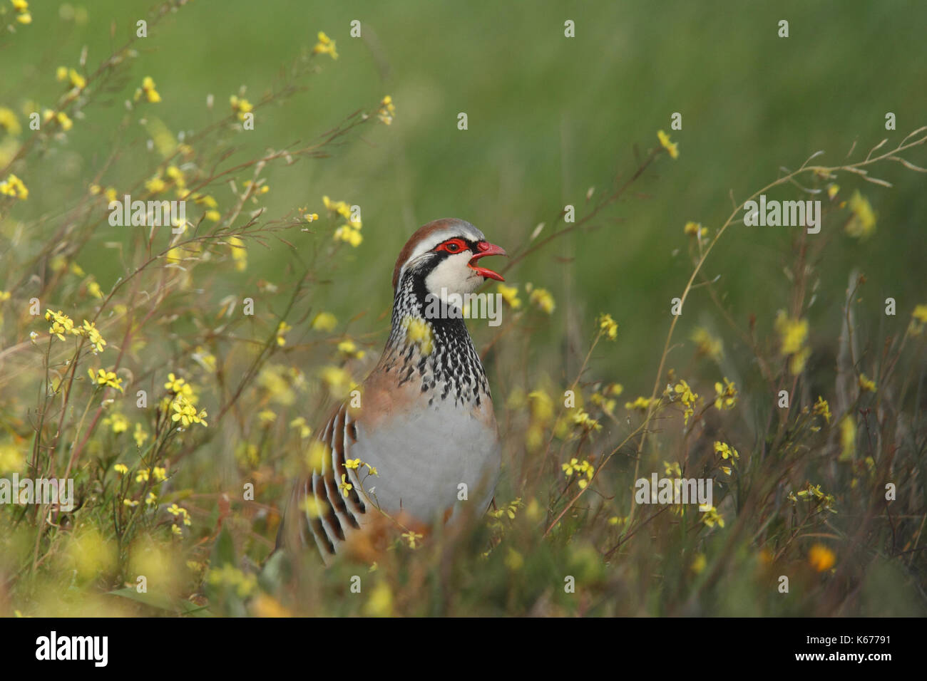 Red legged partridge fly hi-res stock photography and images - Alamy
