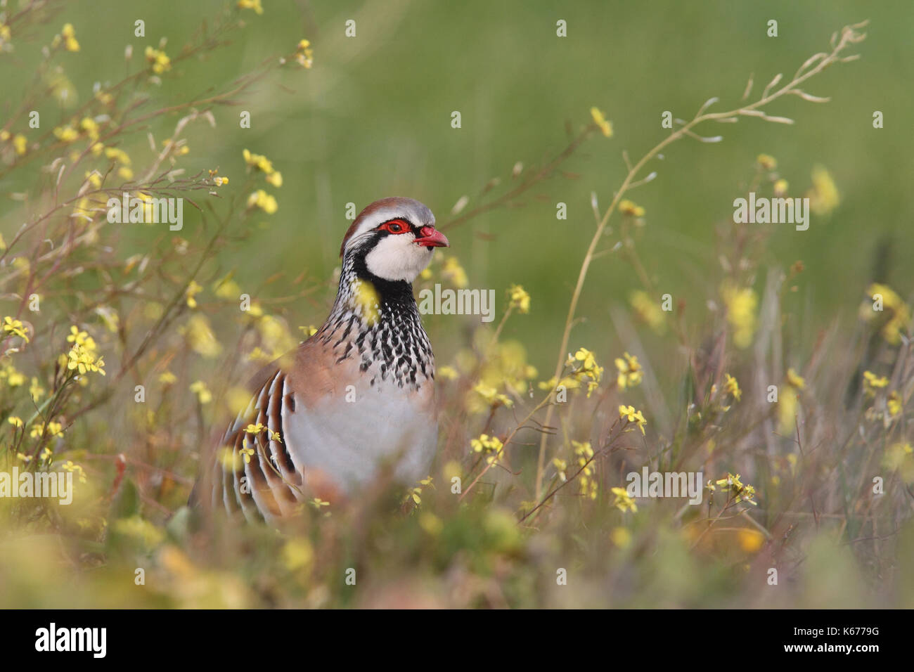 Red legged partridge fly hi-res stock photography and images - Alamy