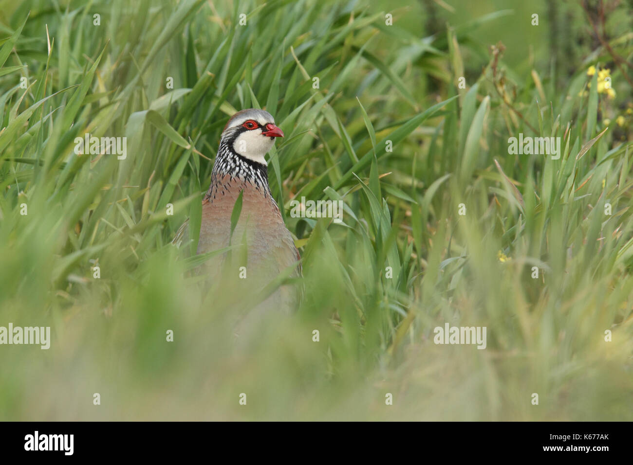 red legged partridge Stock Photo - Alamy