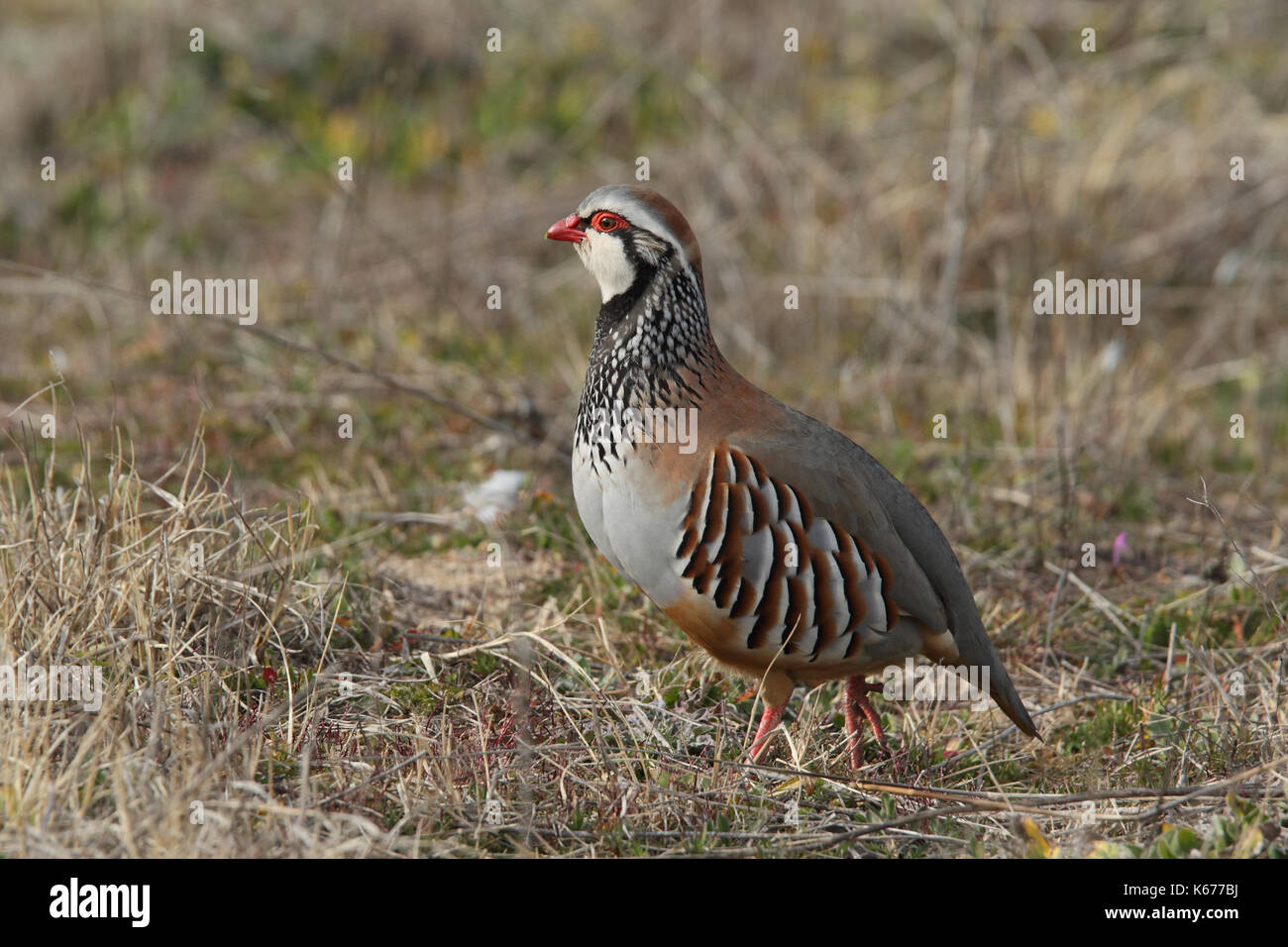 red legged partridge Stock Photo - Alamy