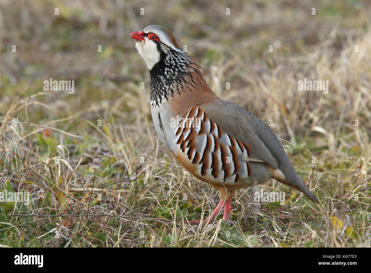 red legged partridge Stock Photo - Alamy