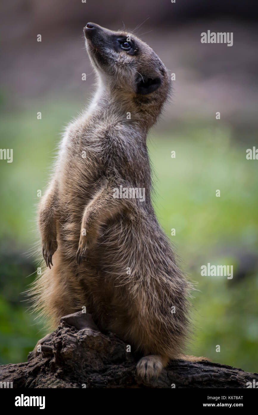 African Meerkat portrait Stock Photo - Alamy