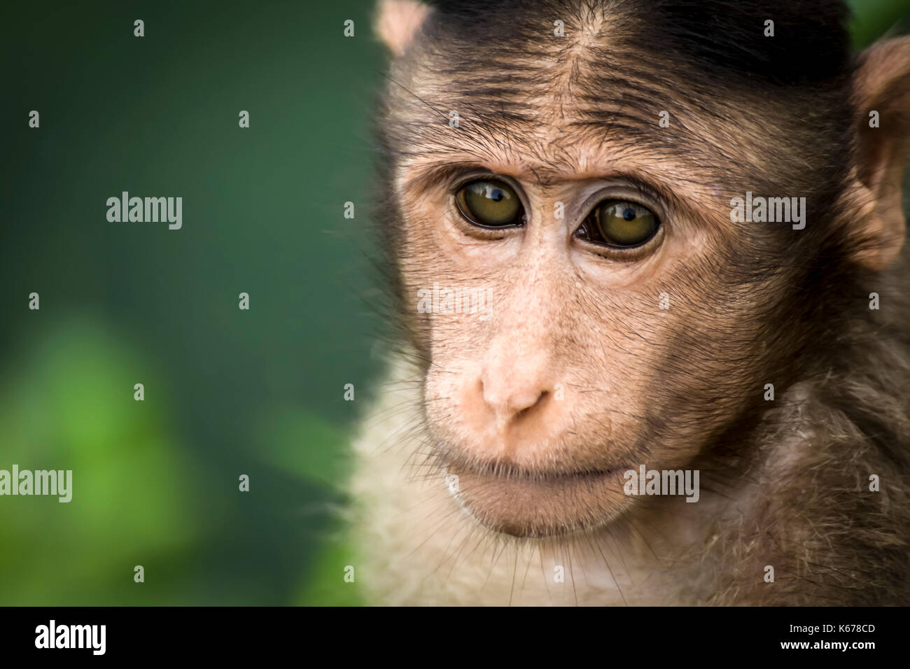 Funny monkey painting hi-res stock photography and images - Alamy