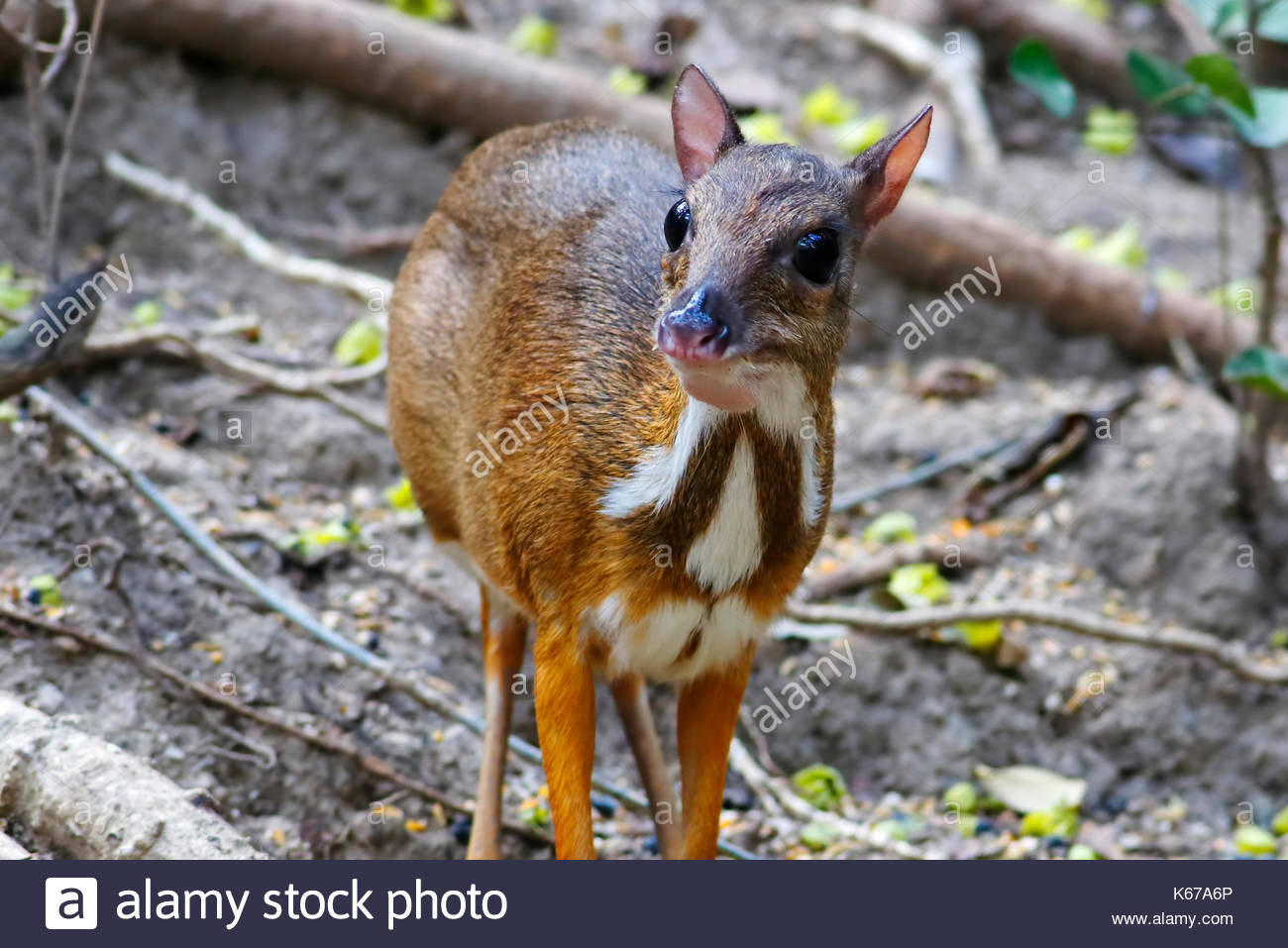 Tragulus Javanicus Stock Photos & Tragulus Javanicus Stock Images - Alamy
