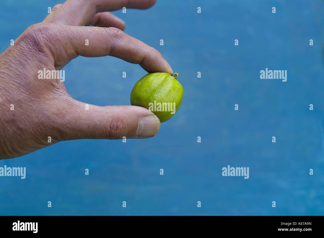 Human hand holding an unripe small apple, closeup on blue Stock Photo ...
