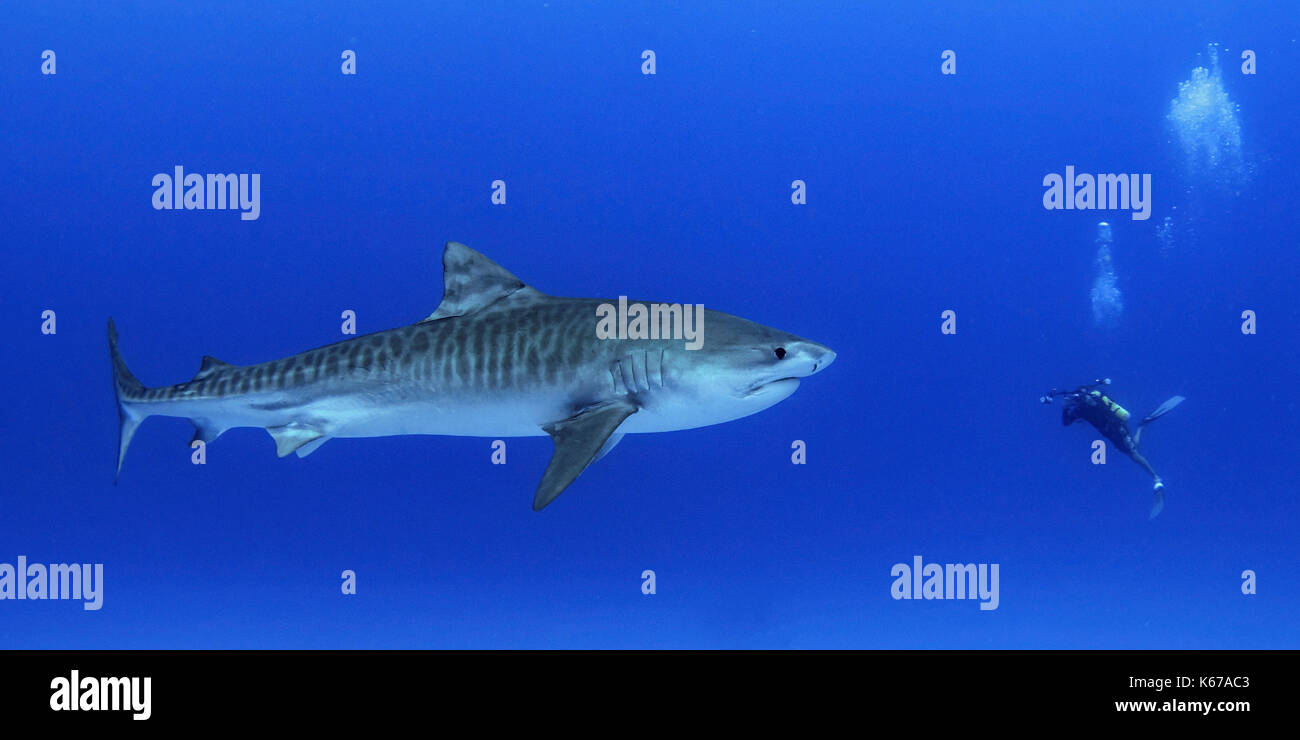 Tiger Shark Side View