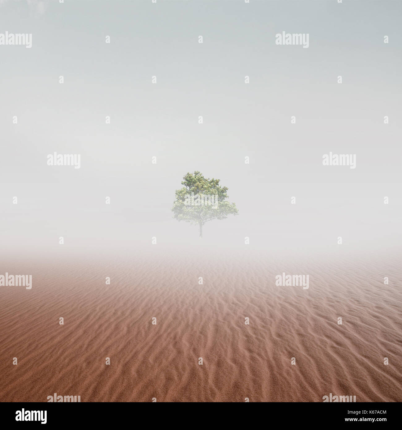 Lone tree in the desert in mist Stock Photo - Alamy