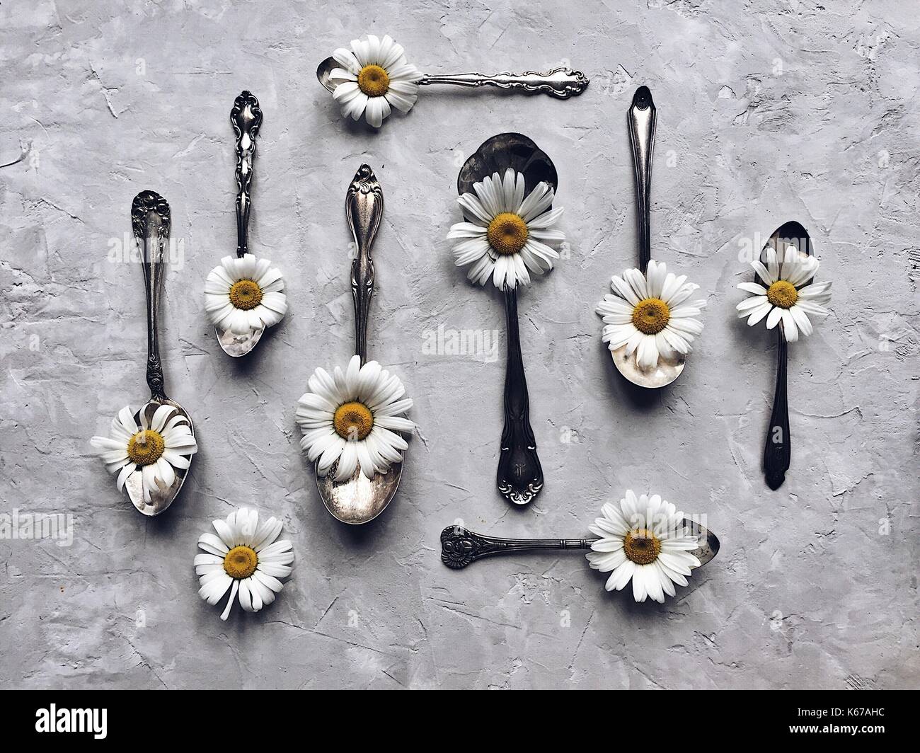 Daisies and silver spoons Stock Photo - Alamy
