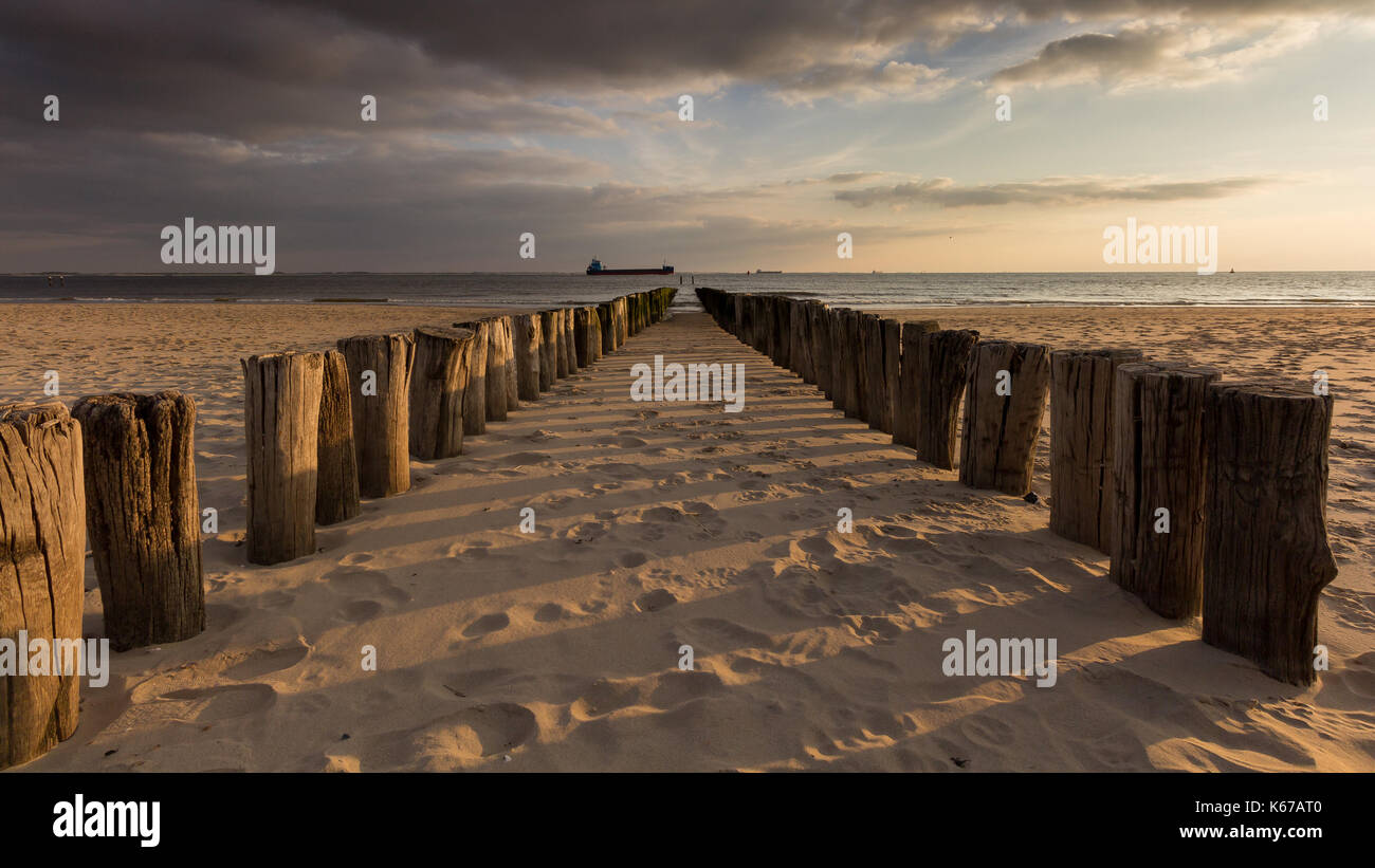 Wooden groynes on the beach, Vlissingen, Zeeland, Holland Stock Photo ...