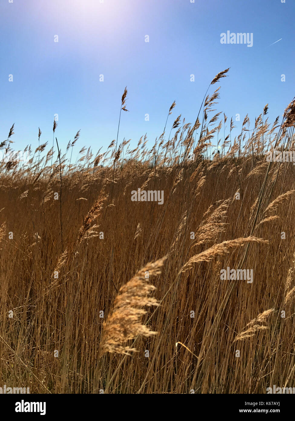 Long meadow grass hi-res stock photography and images - Alamy