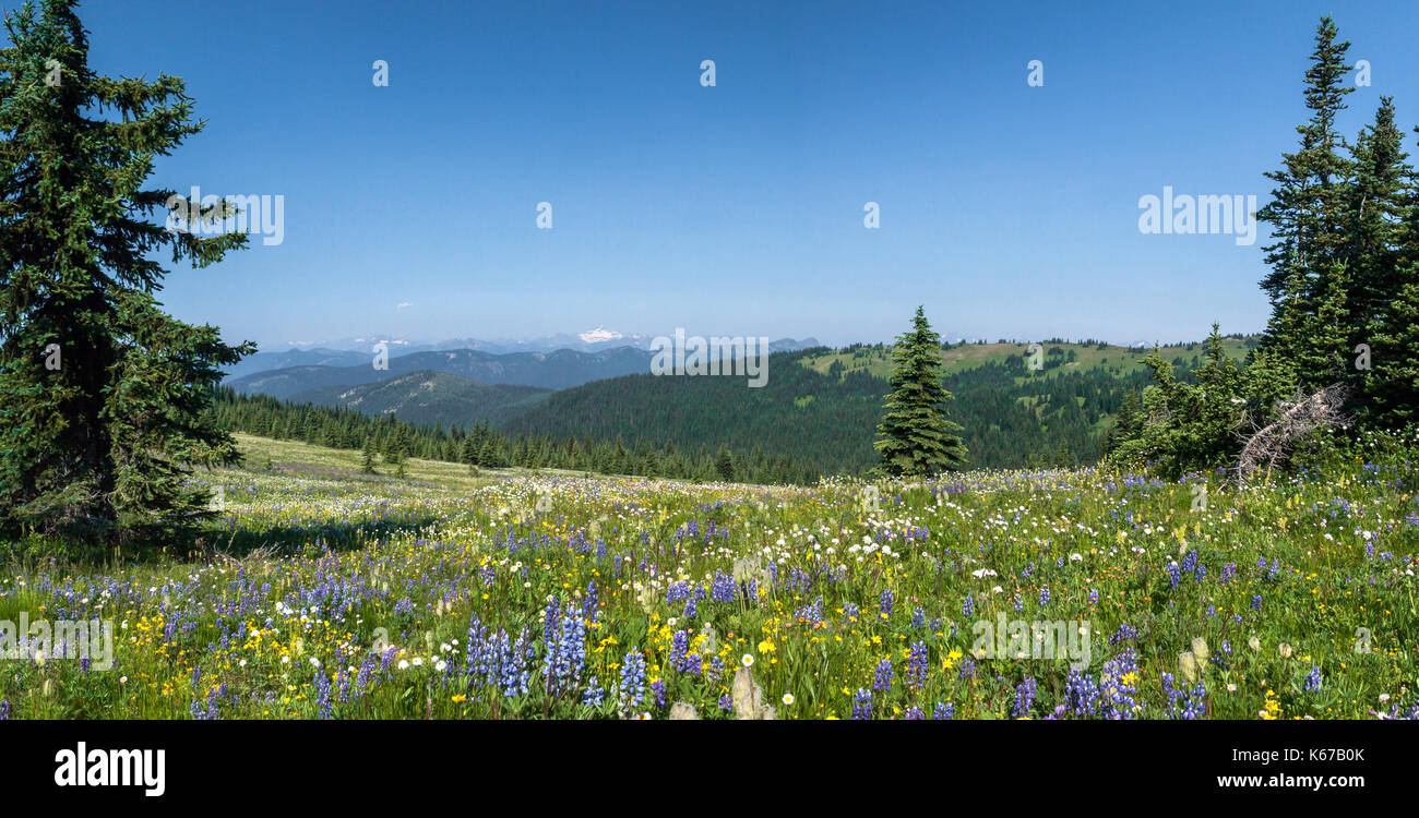 Wildflowers british columbia hi-res stock photography and images - Alamy