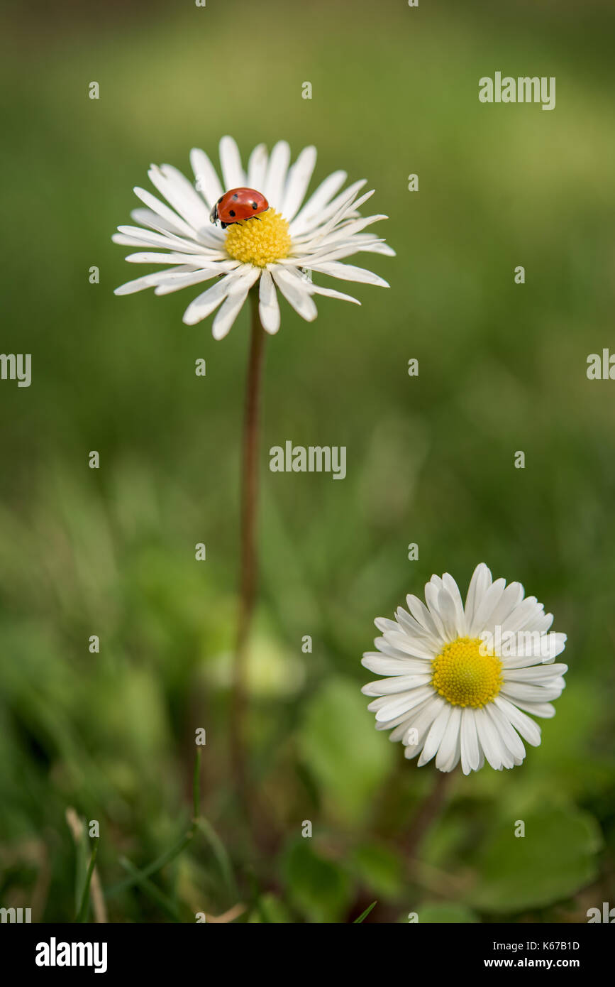 Ladybug on a daisy Stock Photo - Alamy