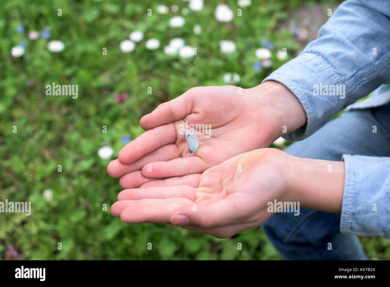 Boy holding a butterfly in his hands Stock Photo - Alamy