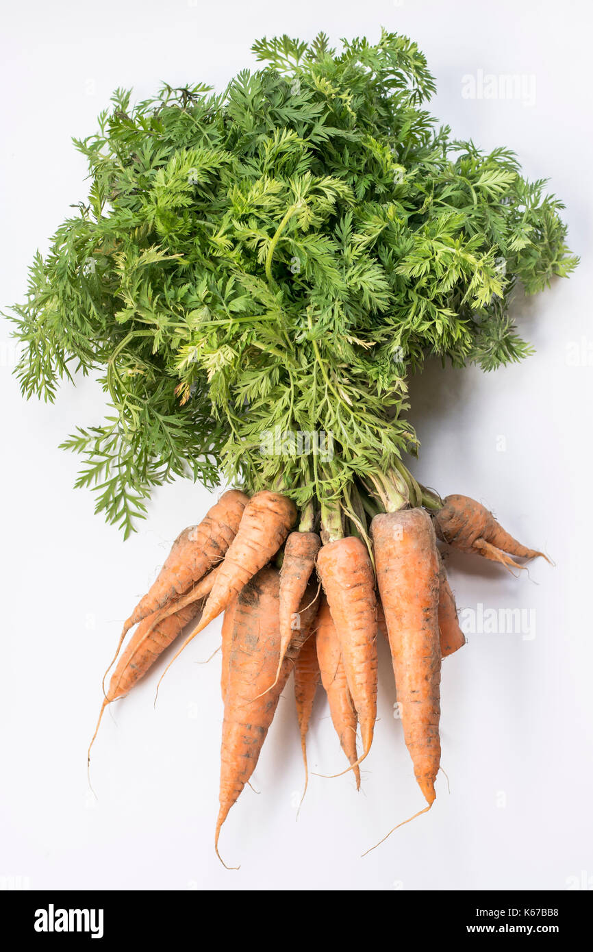A bunch of fresh organic carrots with leaves isolated on white ...