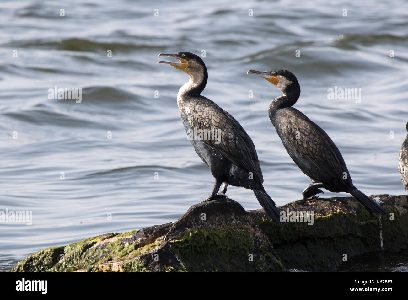 Two great cormorants sitting on rocks on Lake Victoria Stock Photo - Alamy