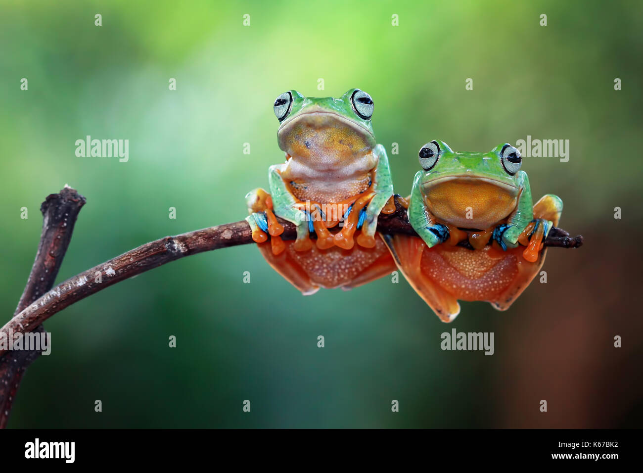 Two Javan tree frogs on branch, Indonesia Stock Photo - Alamy
