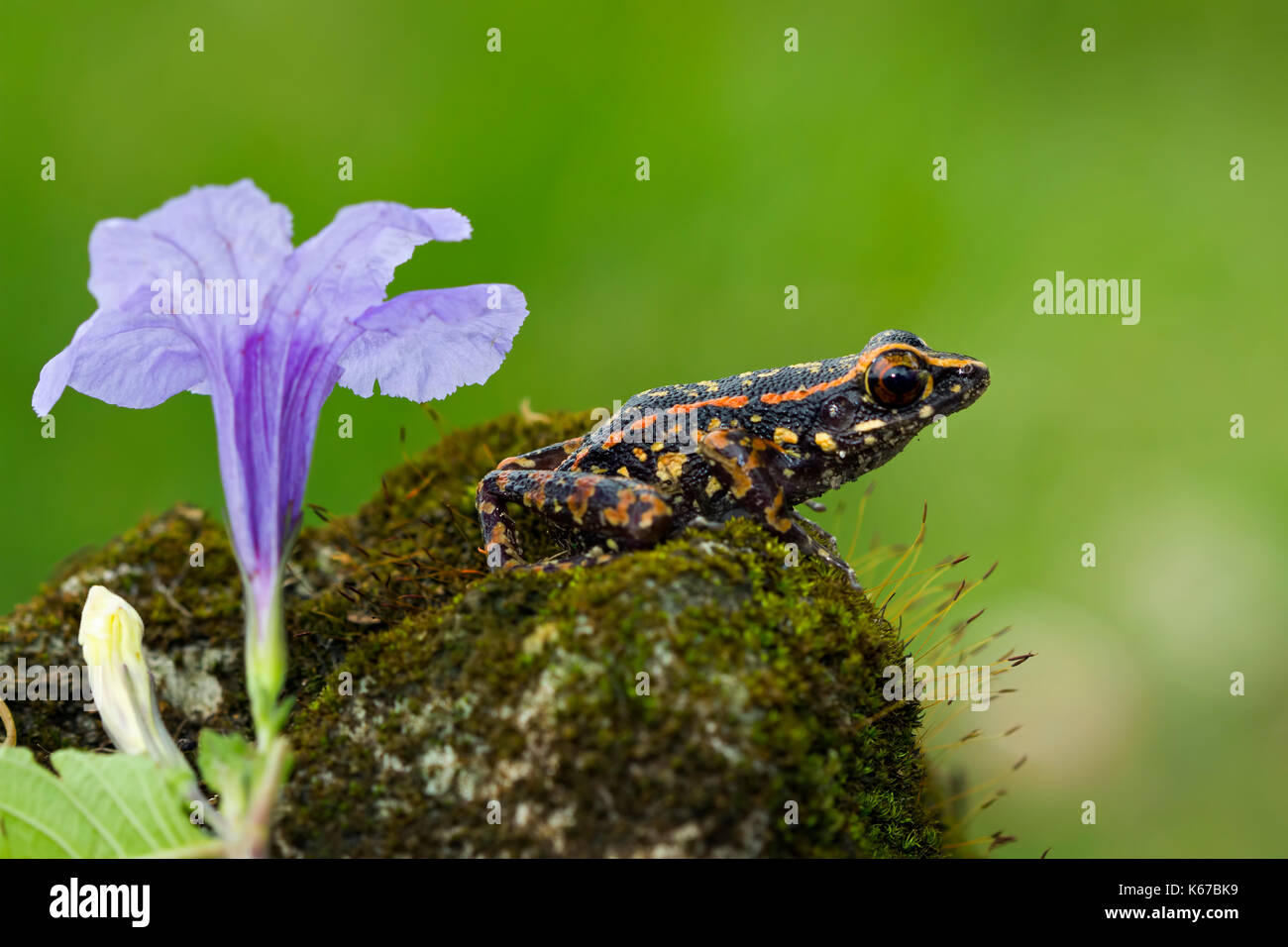 Green tree frog rock hi-res stock photography and images - Alamy