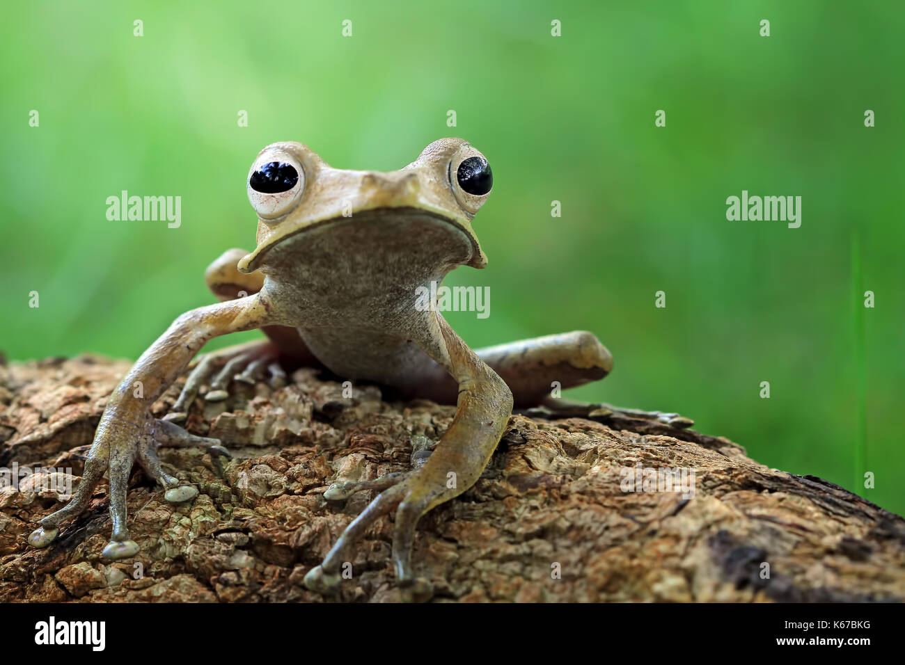Eared tree frog, Indonesia Stock Photo - Alamy