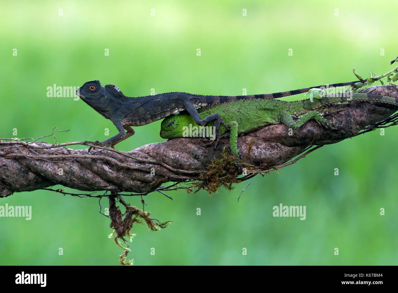 Black lizard walking over a green lizard, Indonesia Stock Photo - Alamy